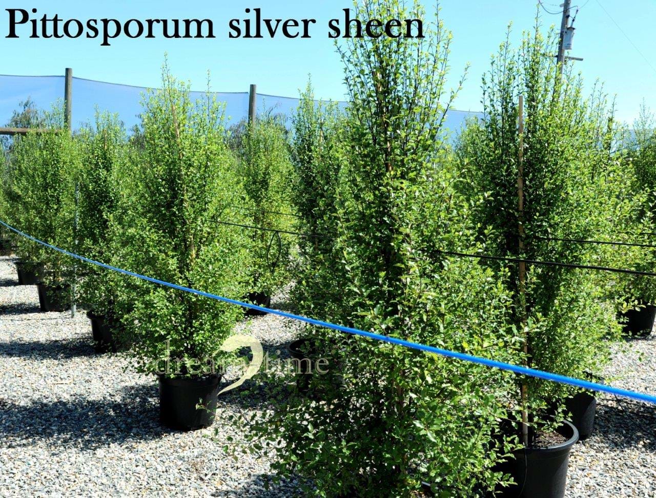 Pittosporum Silver Sheen